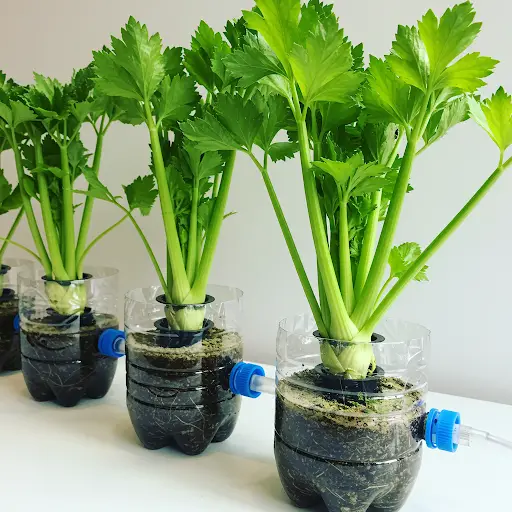 How to Grow Hydroponic Celery in Recycled Plastic Bottles for High ...