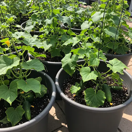 How I Grew a Garden of Super-Fruitful Cucumbers at Home - Home Garden Tips