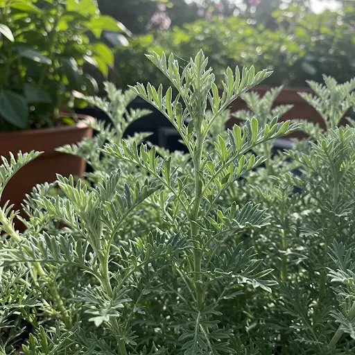 How to plant wormwood plants at home - Home Garden Tips