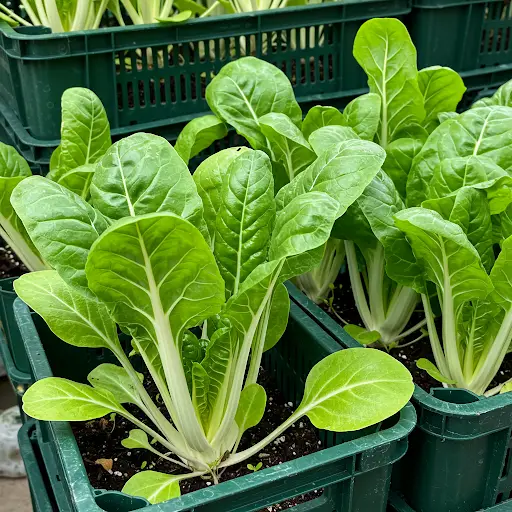 Growing Chinese Chard in Plastic Crates: A Productive, Space-Saving ...