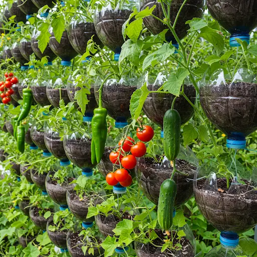 Great idea to grow hanging vegetables with recycled plastic bottles ...