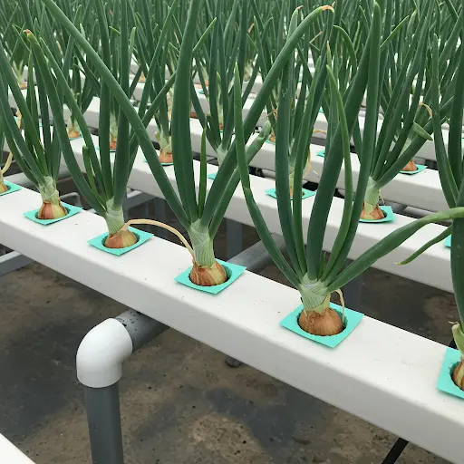 Stop Buying Onions! This Method of Growing Hydroponic Onions Will Help ...