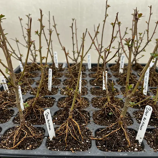 Technique to Root Any Cutting (With Just 1 Ingredient) - Home Garden Tips