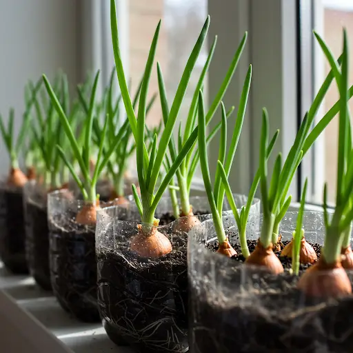 Secret to Successfully Growing Onions Anywhere with Easy Tips, Bringing ...