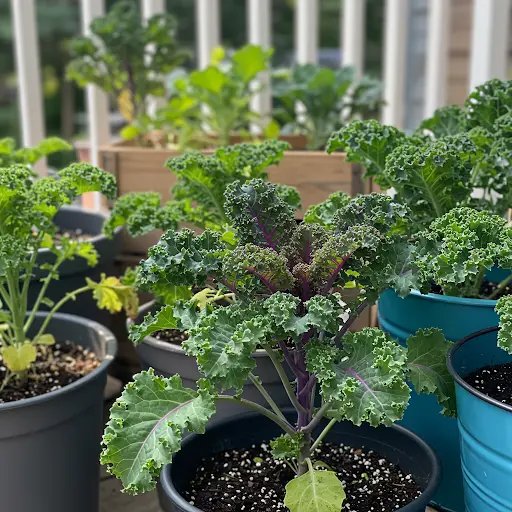 How to Grow Kale from Seed in Containers and Grow Bags | Easy Planting ...