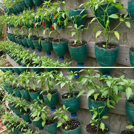 How to grow chilis vertically, lots of fruit, Growing chilis is very ...