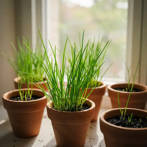 How to Grow Chives from Seed in Pots | Easy Planting Guide - Home ...