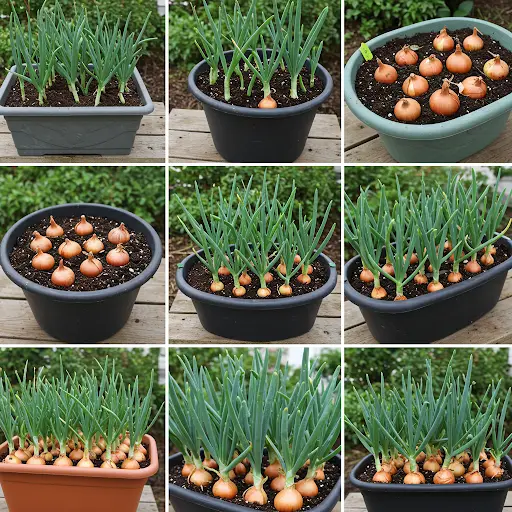 The easiest way to grow onions hydroponically at home - Home Garden Tips