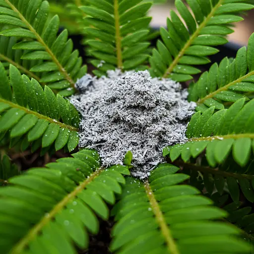 Watch Your Plants EXPLODE! This Fertilizer Works Wonders! - Home Garden ...