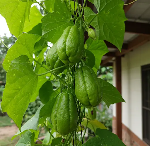The method of Growing Chayote on the terrace is easy, so many fruits ...
