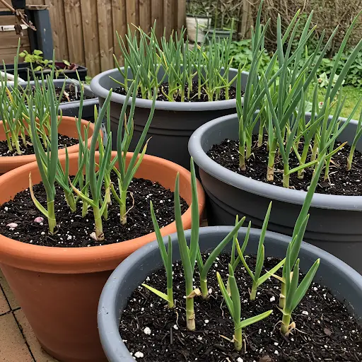 How to Grow Garlic in Containers: Easy Planting Guide - Home Garden Tips