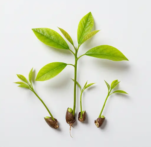 Startling! Avocado cuttings explode roots and bud in just 20 days ...