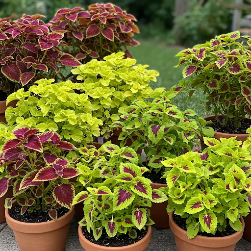 How to Grow Coleus from Seed: An Easy Planting Guide - Home Garden Tips
