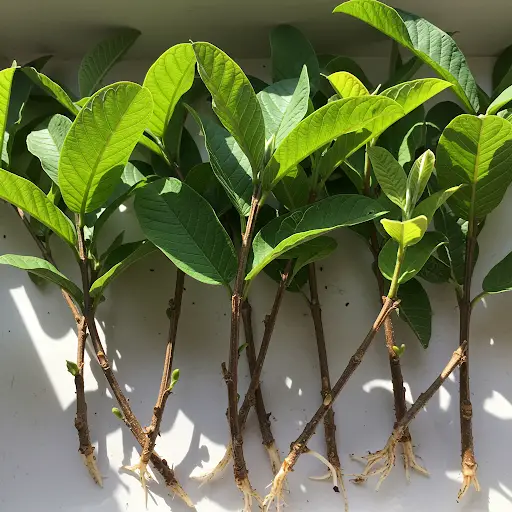 After 1 week! Guava tree cuttings grow 300 roots faster than usual ...