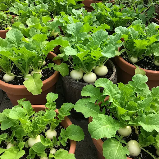 How to Grow Turnips from Seed in Containers: Japanese Hakurei Salad ...