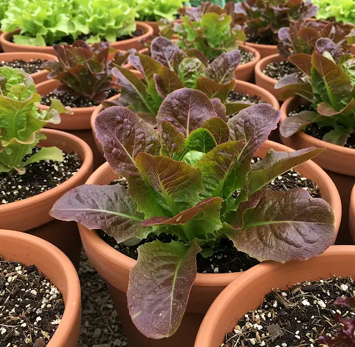 How to Grow Ruby Romaine Lettuce from Seed – From Seed to Harvest ...