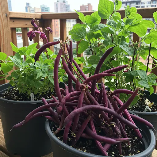 How to Grow Beans from Seed in Containers – An Easy Planting Guide ...