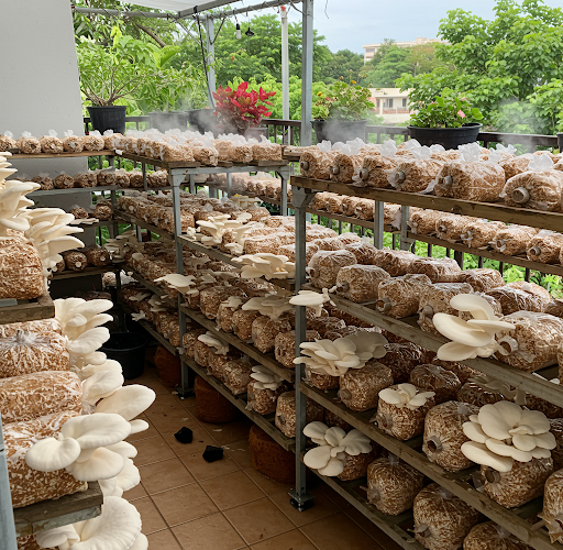 The process of growing abalone mushrooms at home for multiple harvests ...