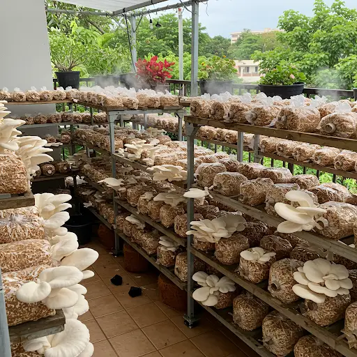 The process of growing abalone mushrooms at home for multiple harvests ...