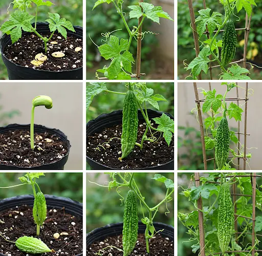 Method of growing bitter melon at home with waste - Home Garden Tips