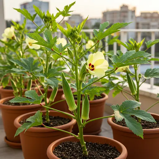 The method of growing okra on the terrace with many fruits - Home ...