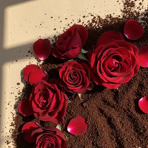 How to Propagate Roses Using Coffee: A Simple Natural Method - Home ...