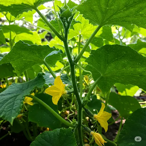 Unlock a Massive Cucumber Crop with These 5 Cultivation Tips - Home ...