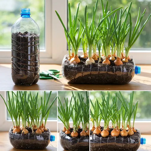 Grow Green Onions at Home Using Plastic Bottles – A Simple, Space ...