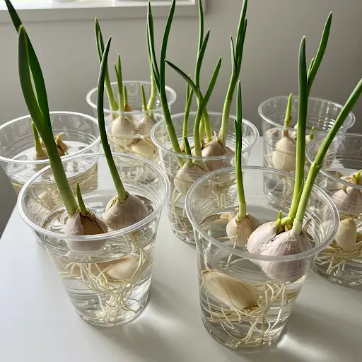 How to Grow Garlic in Plastic Cups Using Only Water – Fast, Simple, and ...