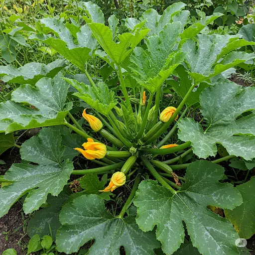 Stop Zucchini Yellowing and Rotting with These Easy Fixes - Home Garden ...