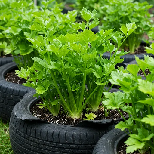 Growing Celery in Recycled Tires: Simple, Sustainable, and Full of ...