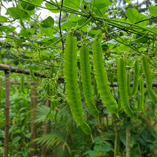 Grow Wing Beans the Smart Way: A Year-Round Harvest Guide - Home Garden ...