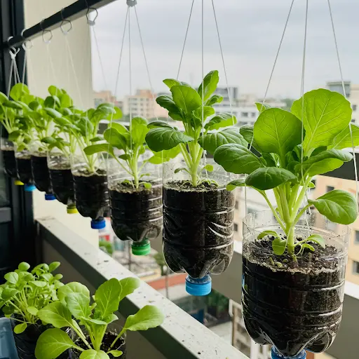 How to Grow Tatsoi in Plastic Hanging Bottles Using Eggs: A Simple and ...