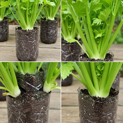 Grow Crisp, Healthy Celery at Home Using Just a Few Plastic Bottles ...