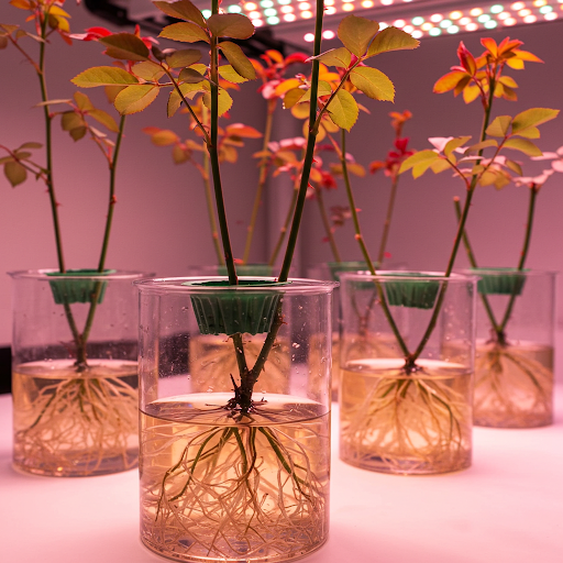 Propagating Roses with Hydroponics: How They Sprout and Root Overnight ...