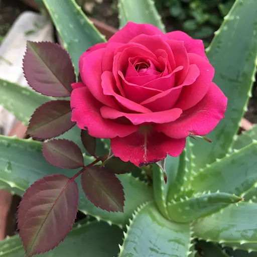 Grow a Thriving Rose Garden All Year Round Using Aloe Vera for ...