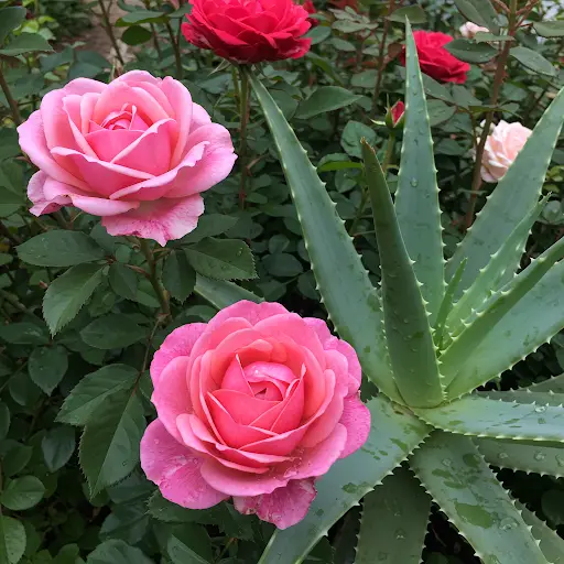The Secret Revealed: How to Propagate Rose Cuttings with Aloe Vera ...