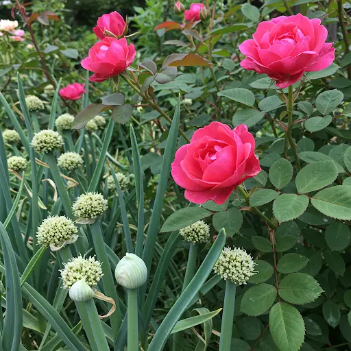 Just Garlic! Roses Sprouted and Rooted Like Crazy Overnight - Home ...