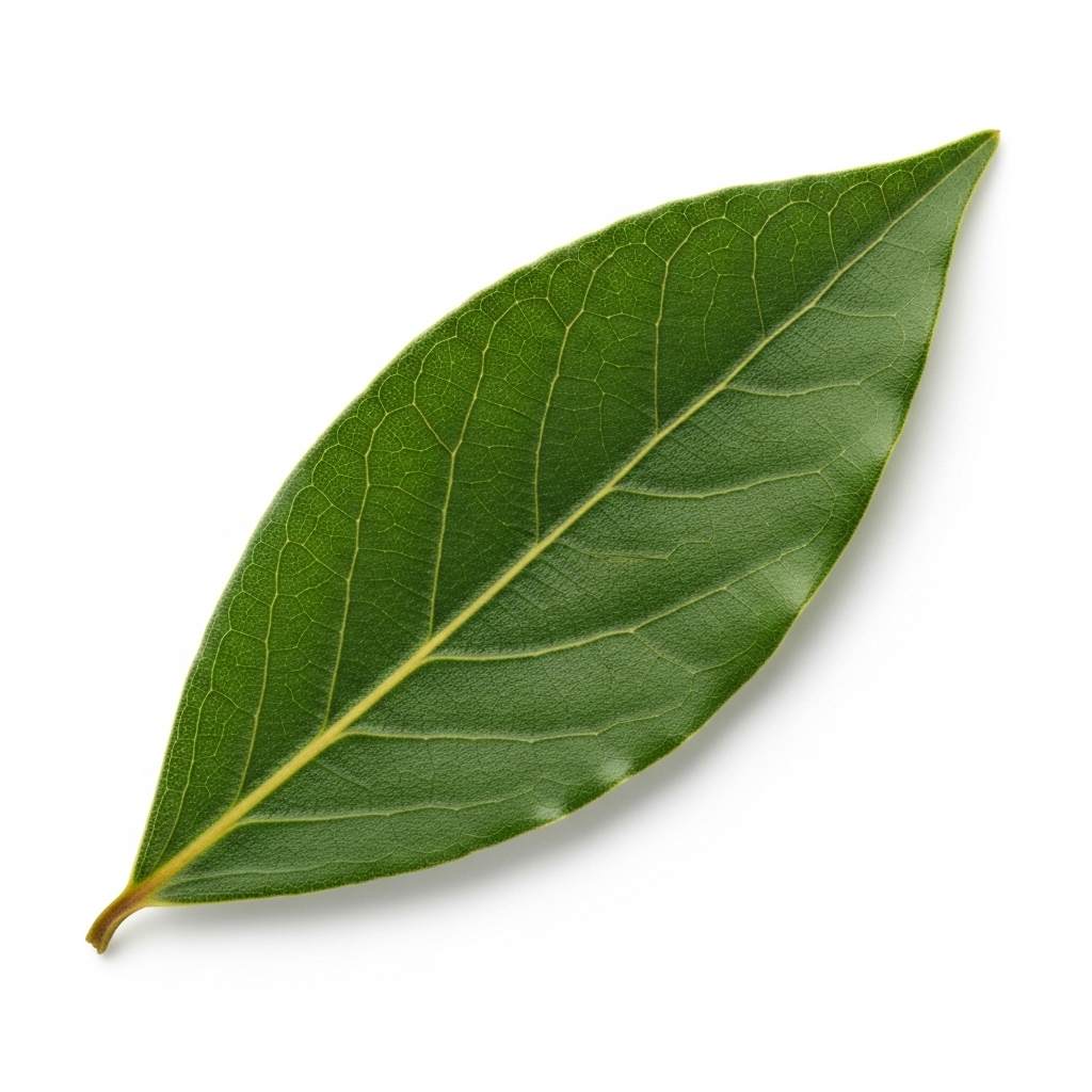 Pruning Bay Leaf for Compact, Healthy Growth - Home Garden Tips