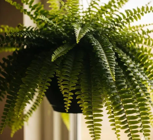 Apply This to Geraniums and Even a Weak Plant Will Revive, Turn Green ...