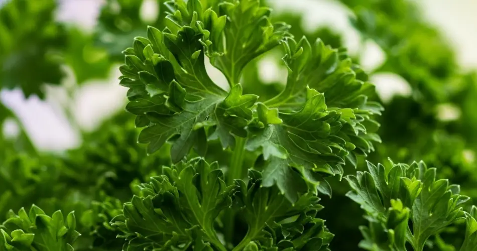 Common Parsley Diseases and Organic Treatments - Home Garden Tips