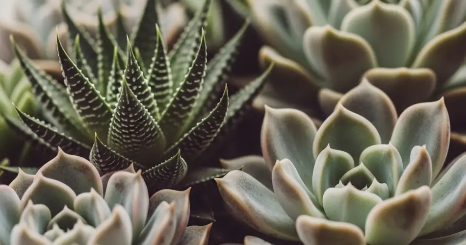 How to grow succulents and get results faster than ever - Home Garden Tips