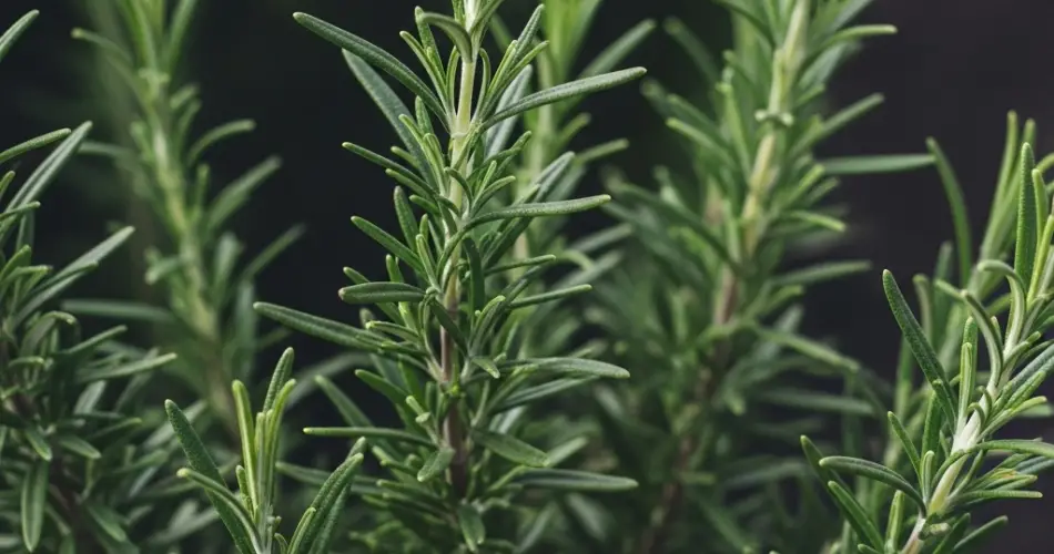 How to successfully care for rosemary like a seasoned gardening expert ...