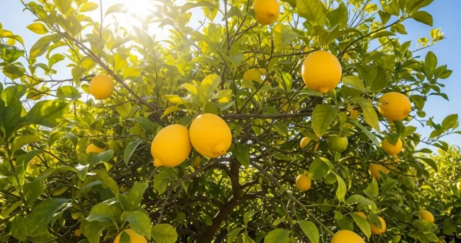 How to successfully care for lemon tree for vibrant blooms all year ...