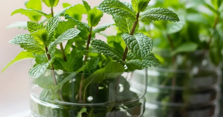 How to Grow Mint from Runners in a Bottle Garden - Home Garden Tips