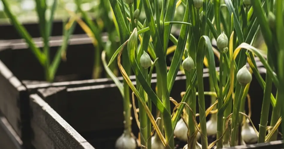 Garlic in a Box: Balcony Gardening with a Kick - Home Garden Tips