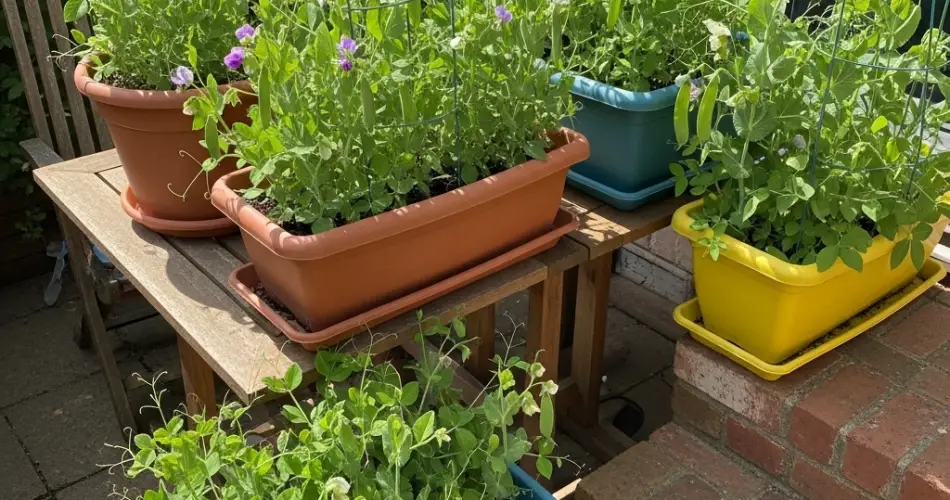 How to Grow Sweet Peas in Containers at Home - Home Garden Tips