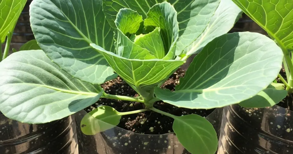 Grow Compact Cabbage Heads in Plastic Bottles - Home Garden Tips