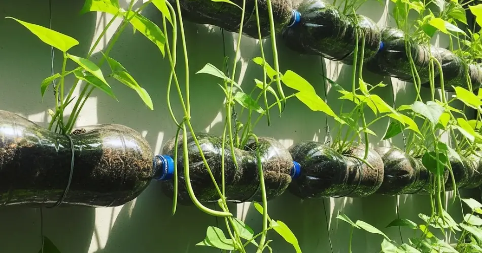 Create a Vertical Bean Garden Using Plastic Bottles - Home Garden Tips