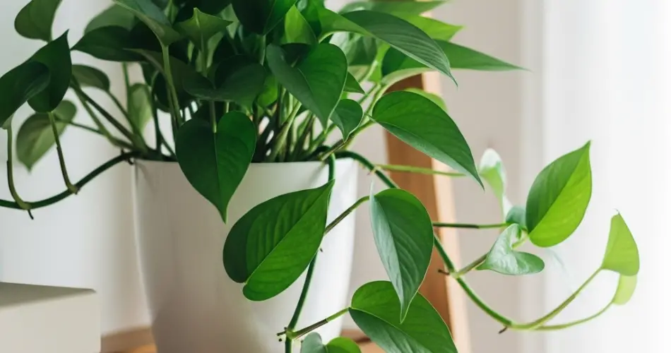 Pothos in Pots: Perfect for Beginners and Pros Alike - Home Garden Tips